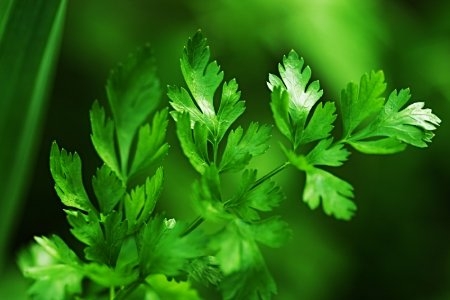 Dicas para Plantar Salsa em Vaso- Feminina